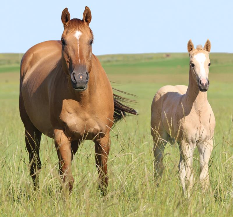 Open Box Rafter Ranch
