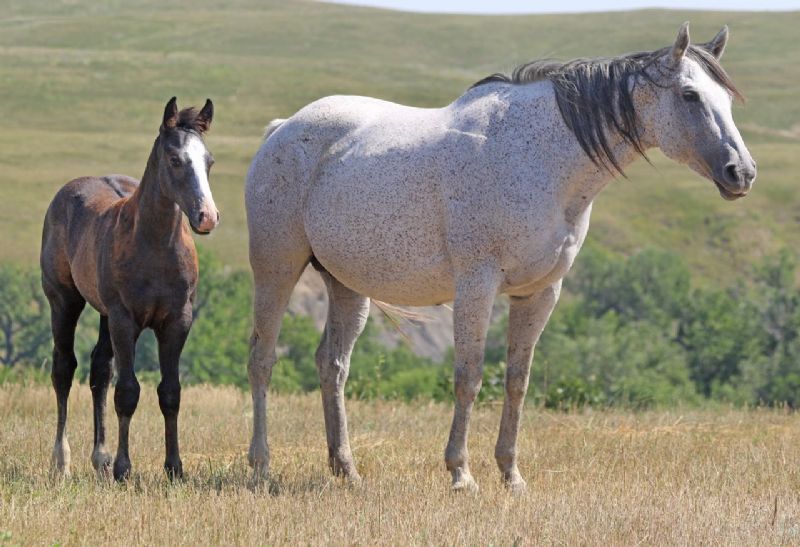 Open Box Rafter Ranch