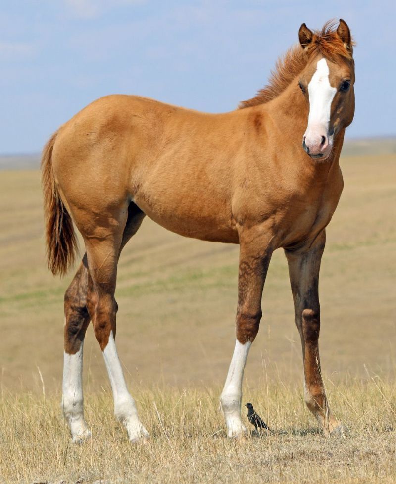 Open Box Rafter Ranch