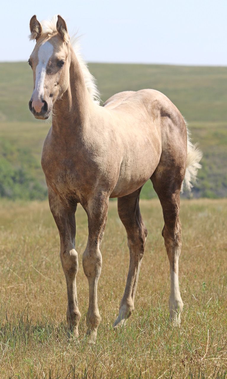 Open Box Rafter Ranch