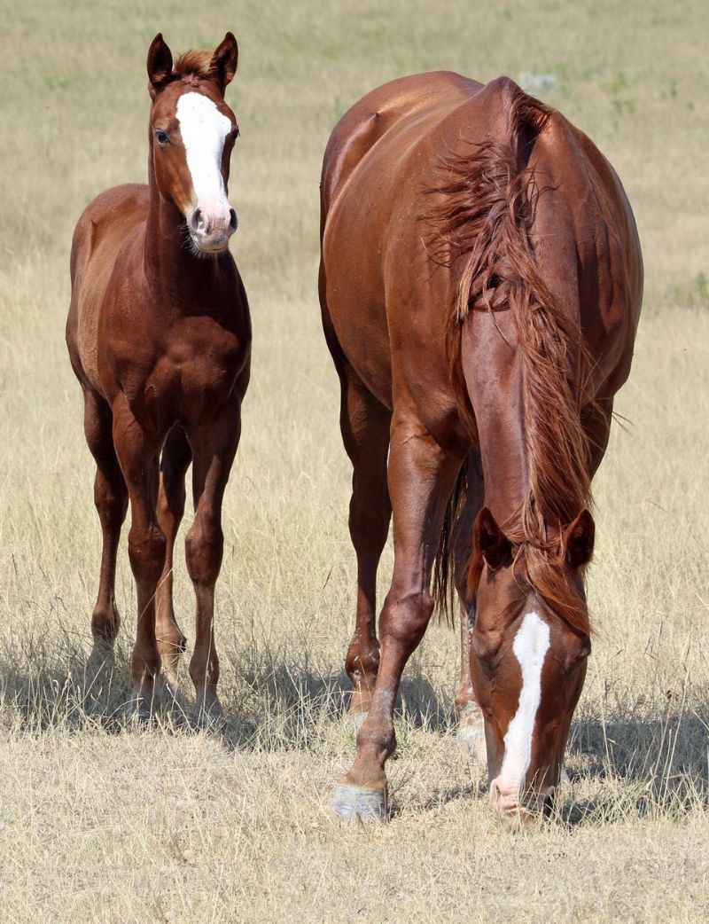 Open Box Rafter Ranch