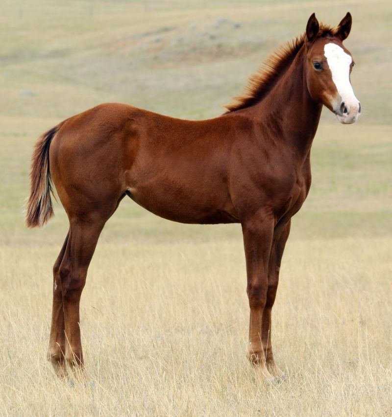 Open Box Rafter Ranch
