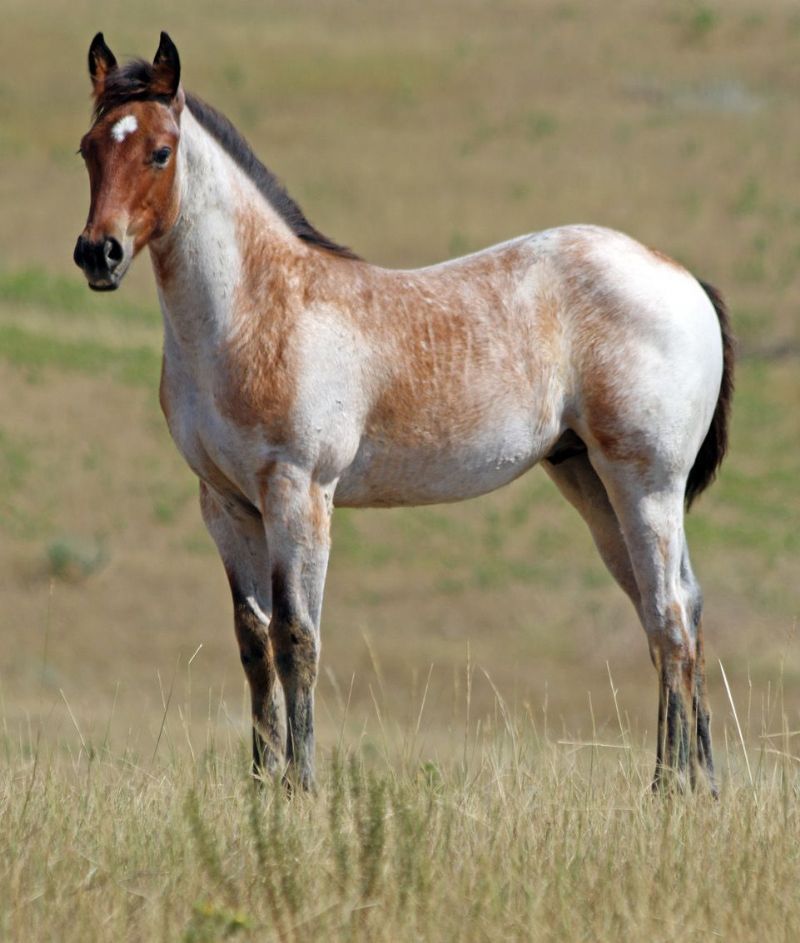 Open Box Rafter Ranch