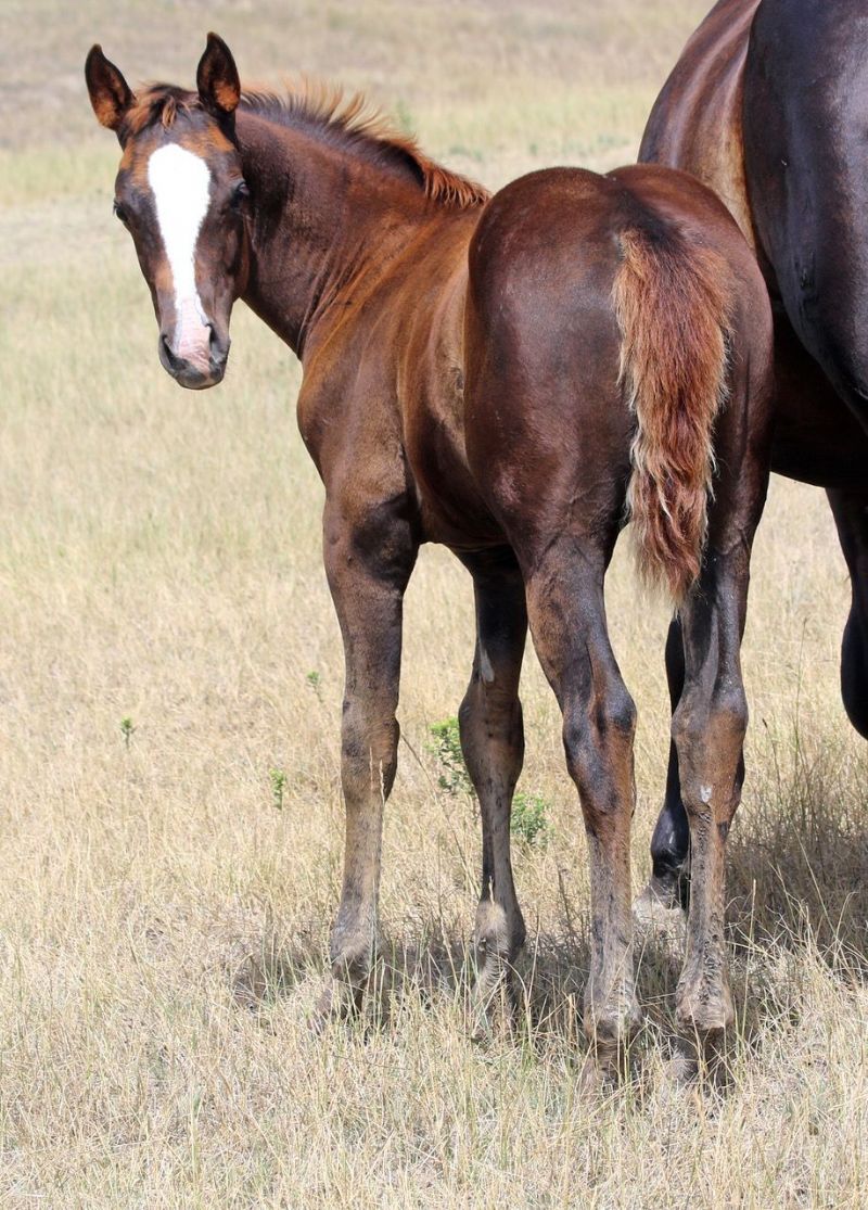 Open Box Rafter Ranch