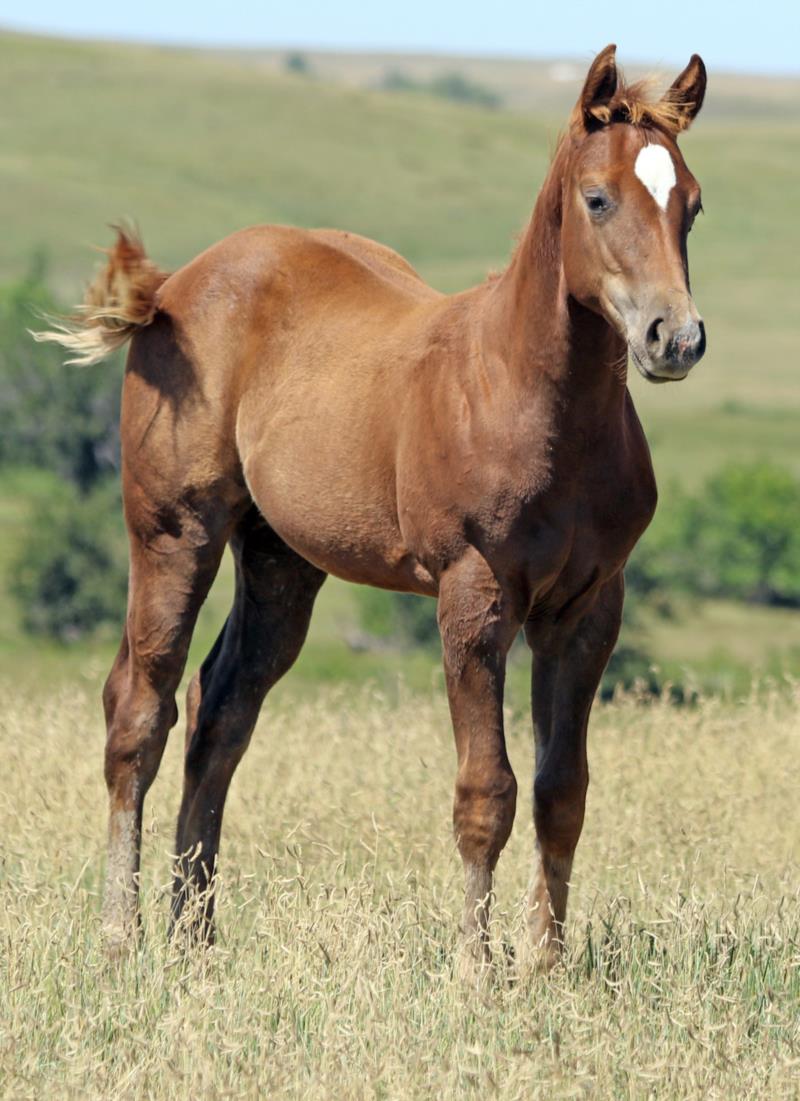 Open Box Rafter Ranch