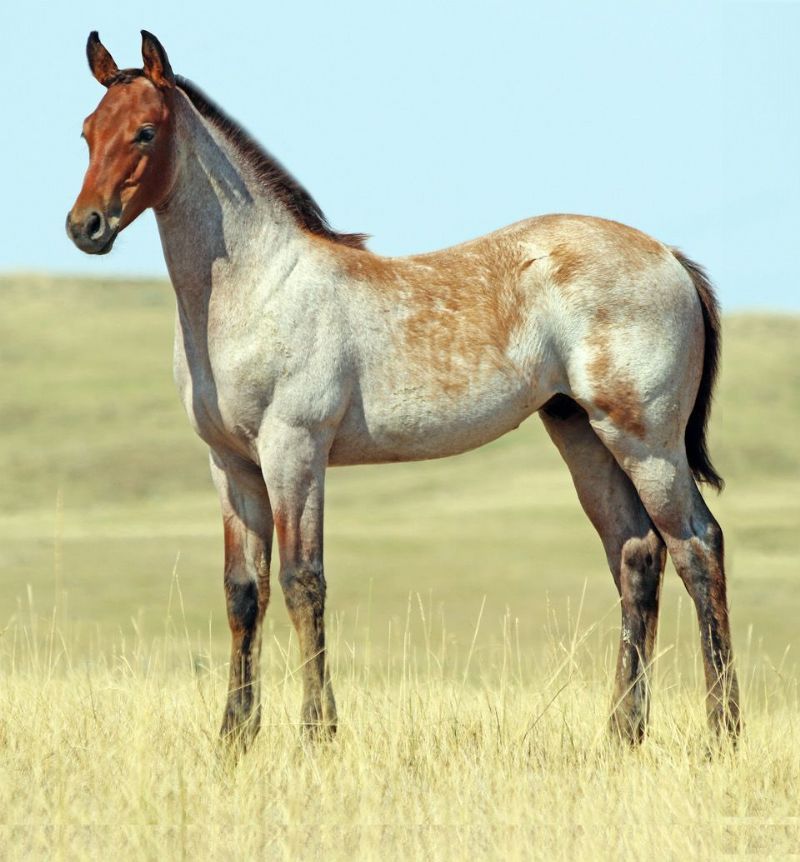 Open Box Rafter Ranch