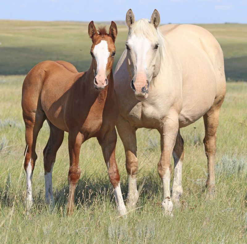 Open Box Rafter Ranch