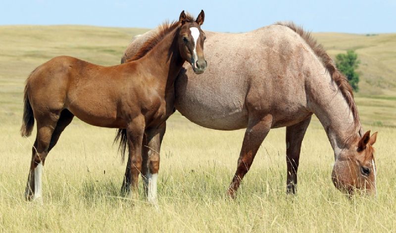 Open Box Rafter Ranch