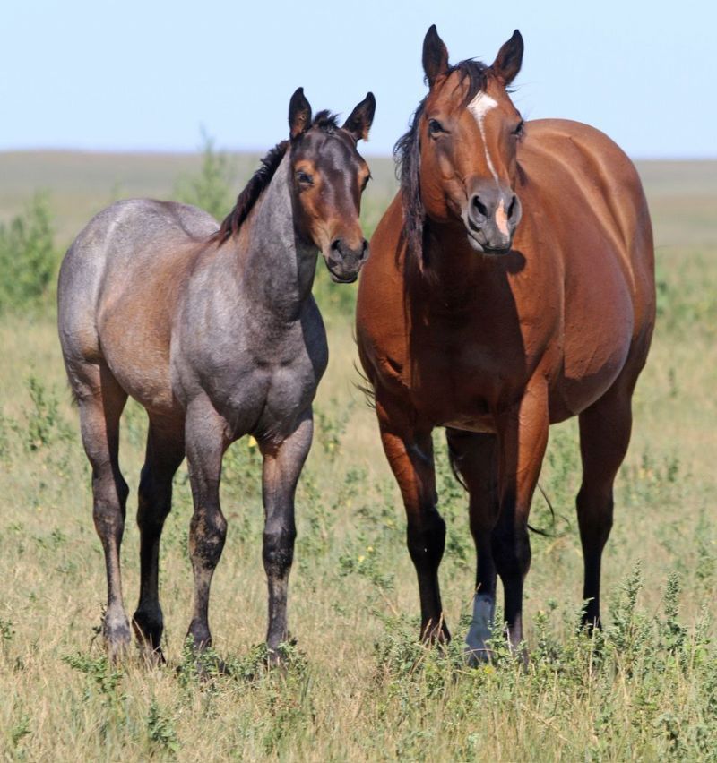 Open Box Rafter Ranch