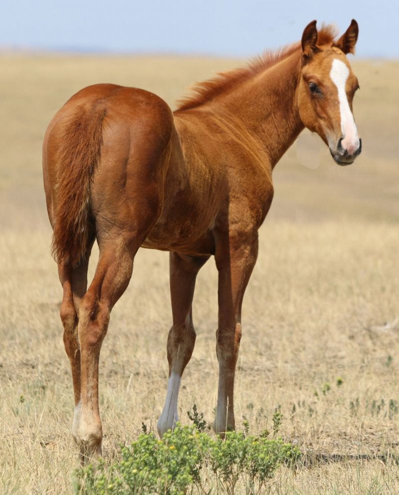 Open Box Rafter Ranch