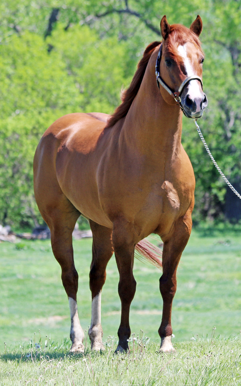 Open Box Rafter Ranch