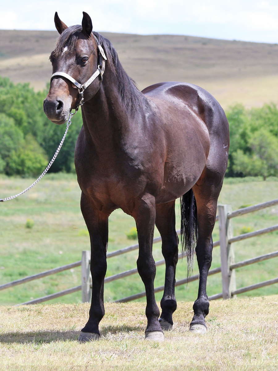 Open Box Rafter Ranch